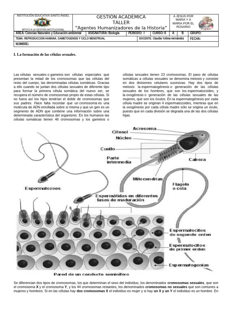 Reproduccion Humana Gametogenesis y Ciclo Mestrual | PDF | Ciclo menstrual | Ovario