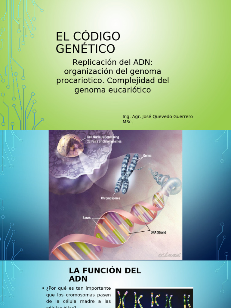 Clase11 Replica ADN | PDF | Adn | Rna