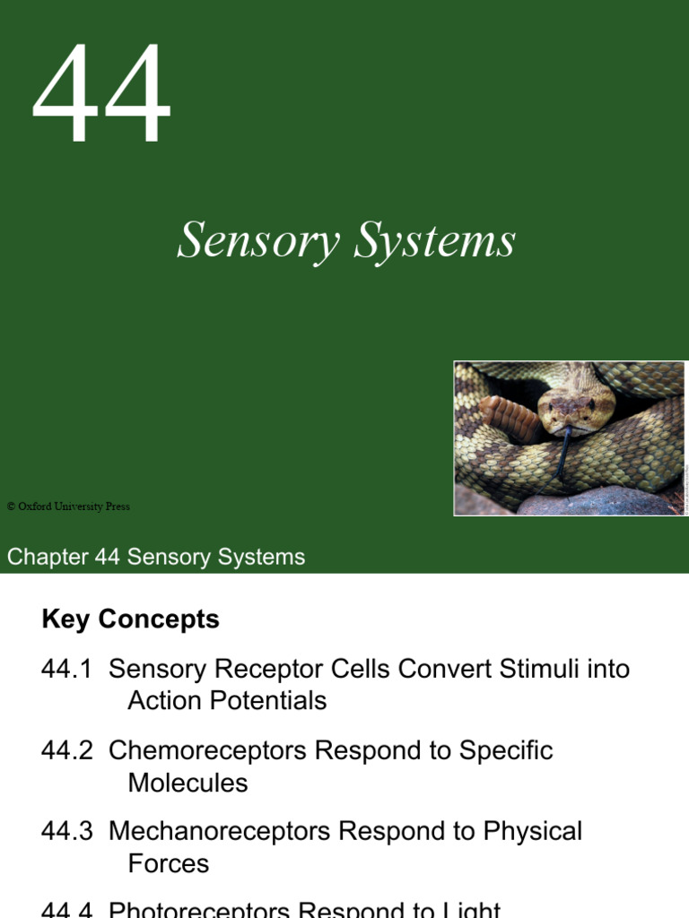 Understanding Sensory Systems and Receptors | PDF | Taste | Stimulus ...
