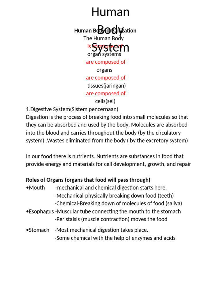Digestive and Respiratory Sistem | PDF | Lung | Respiratory Tract