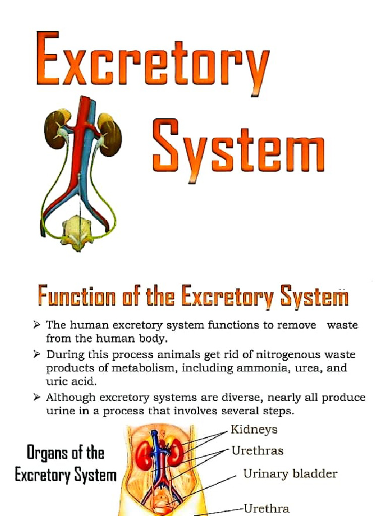 Excretory System | PDF