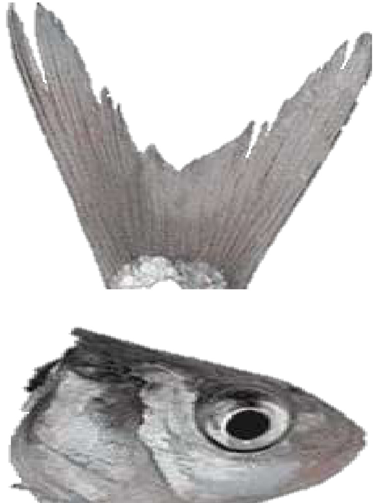Bangus Head and Tail | PDF