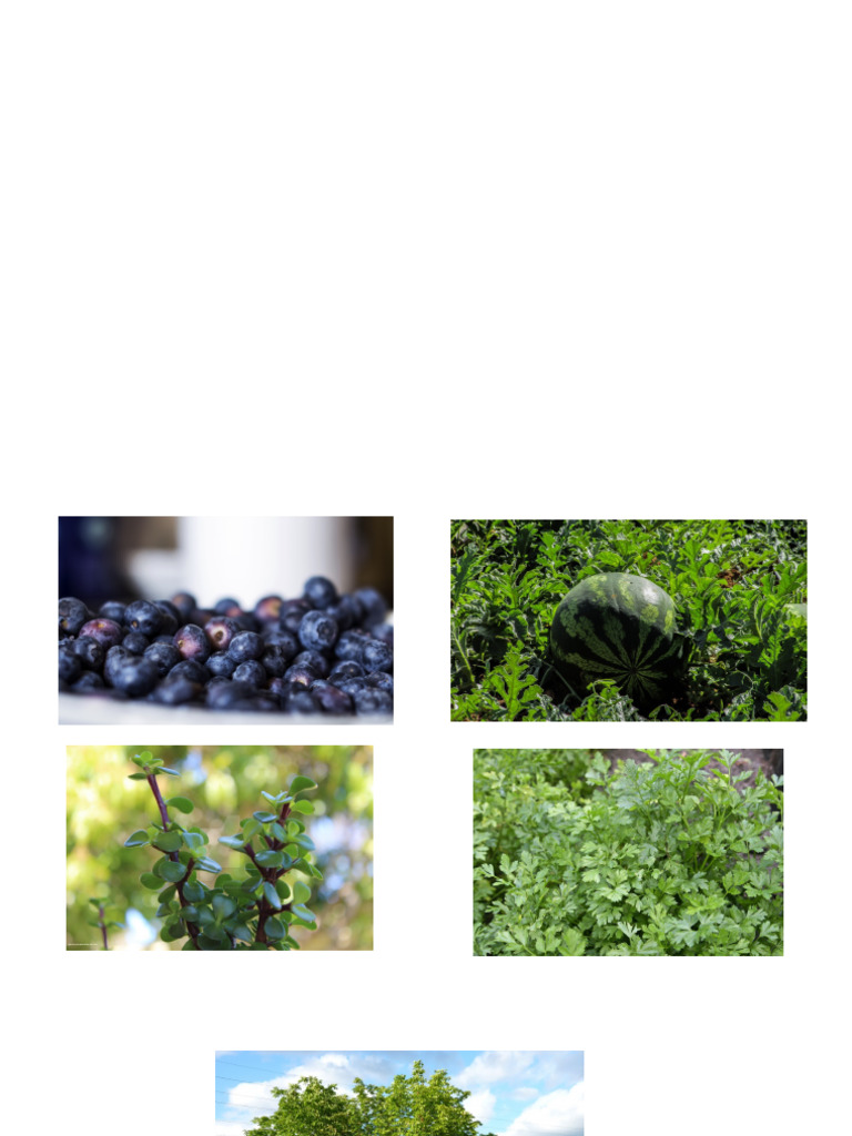 Herbs, Shrubs, Climbers, Creepers and Trees. | PDF