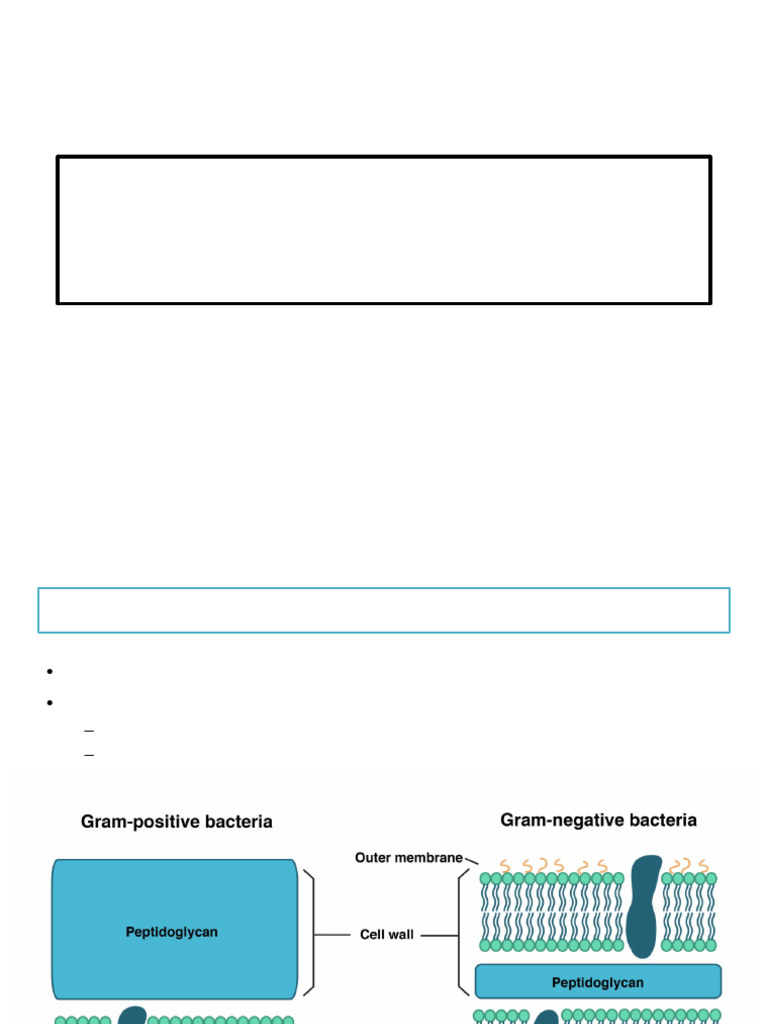 Bacterial Cell Wall Synthesis - 2024 | PDF | Biosynthesis | Cell Membrane