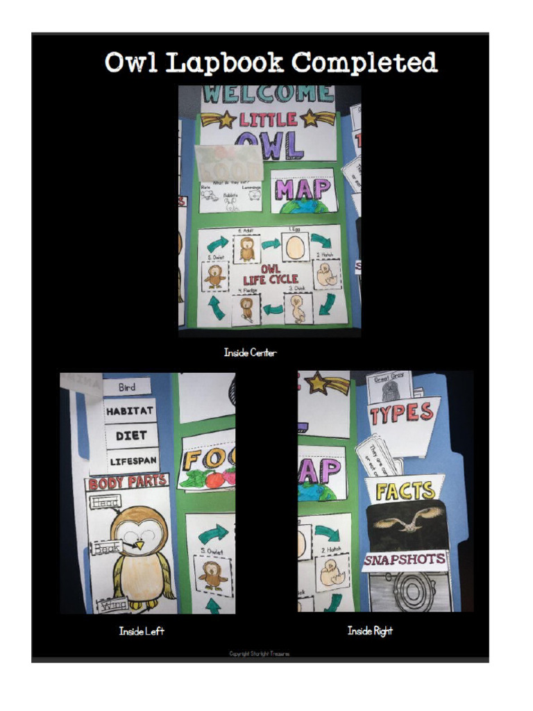 Owl Lap Book Example | PDF