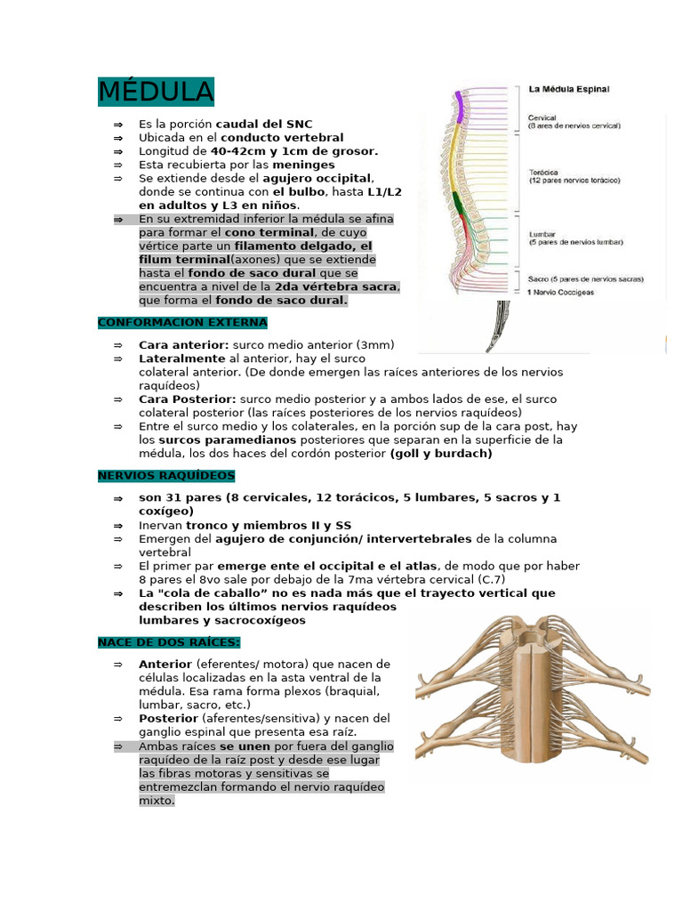 MÉDULA | PDF | Médula espinal | Neuroanatomía