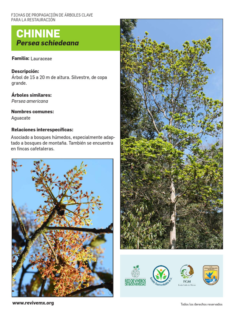 Aguacate Chinene: Persea schiedeana | PDF | Aguacate | Plantas