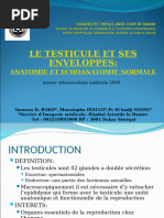 Anatomie des Testicules et Voies Spermatiques | PDF | Testicule | Prostate