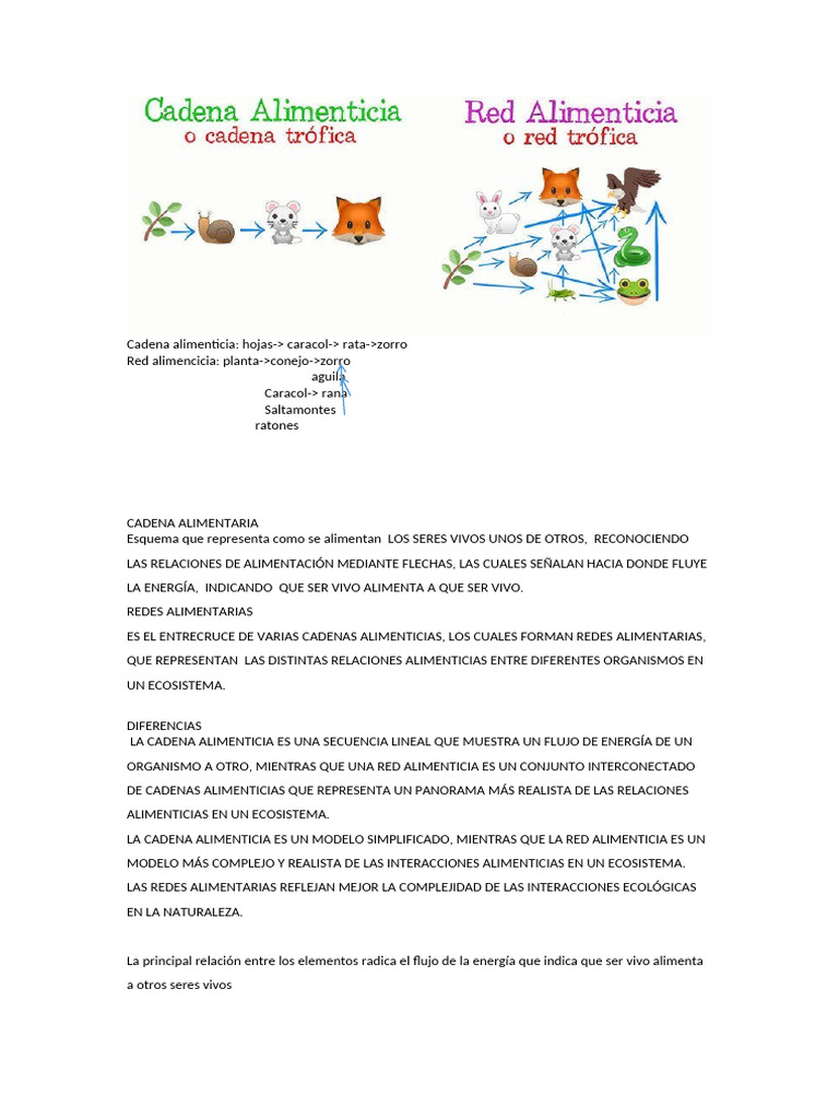 Cadena y Red Alimentaria en Ecosistemas | PDF