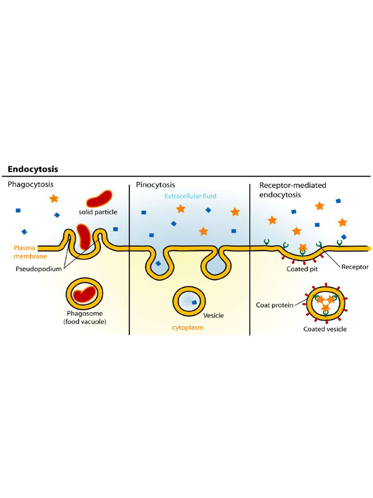 Endocytosis Types - SVG | PDF