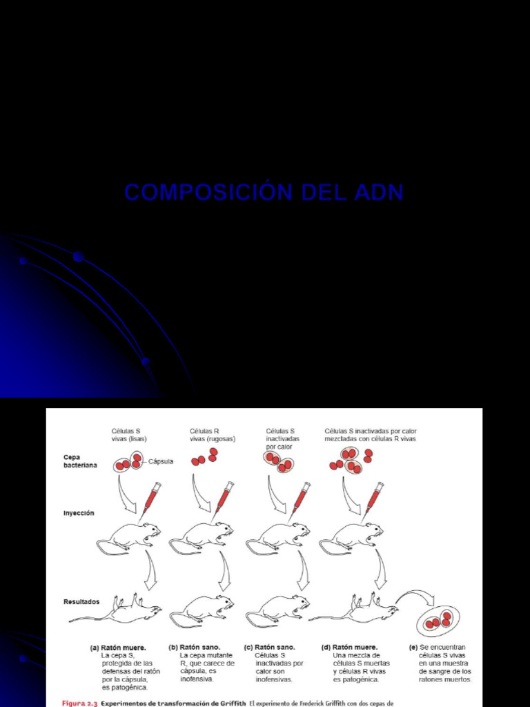 Composicion Del Adn 4 | PDF | Adn | Desnaturalización (bioquímica)
