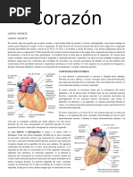 Estructura y funciones del corazón humano | PDF | Corazón | Tórax ...
