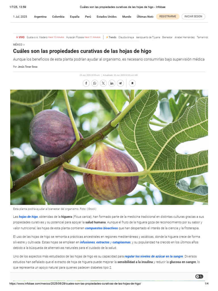 Cuáles Son Las Propiedades Curativas de Las Hojas de Higo - Infobae ...