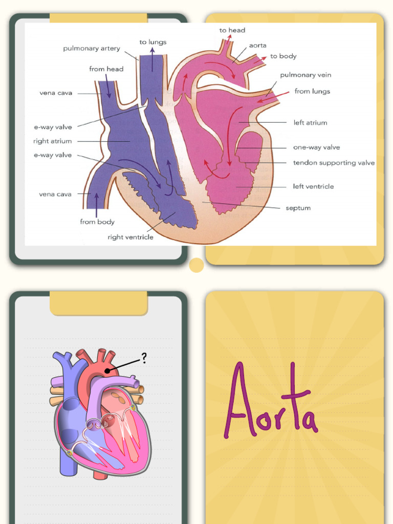 Heart Anatomy by DR - Mina Elias | PDF