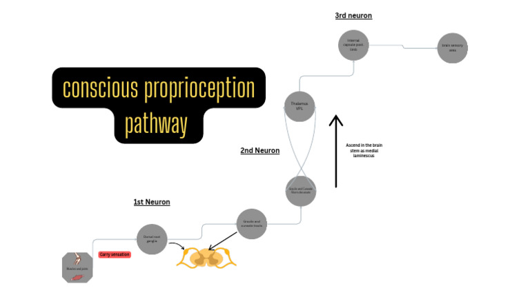 Concious Proprioception | PDF