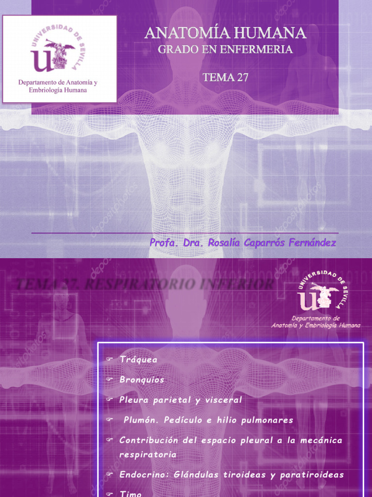 TEMA 25. Grandes Troncos Venosos Enfer 24-25 | PDF | Pulmón | Tiroides