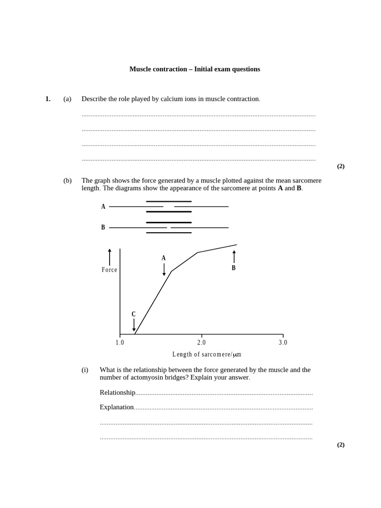 Muscle Contraction Exam Questions Guide | PDF | Muscle Contraction ...