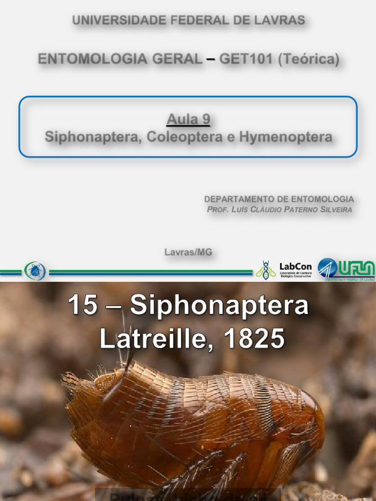 Entomologia: Siphonaptera, Coleoptera, Hymenoptera | PDF | Apocrita | Vespa