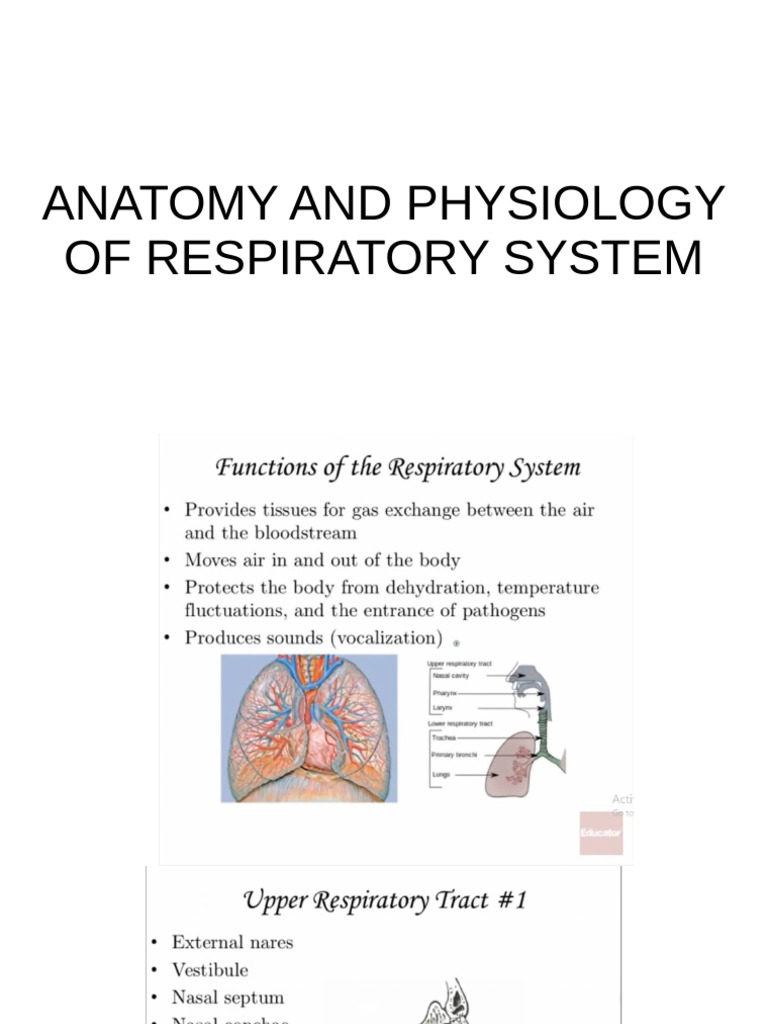 Anatomy And Physiology Of Respiratory System Pdf