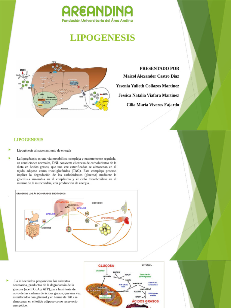 Lipogénesis: Metabolismo y Regulación | PDF | Metabolismo | Triglicéridos