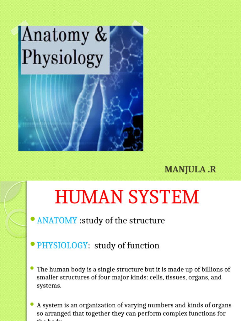 Human System of The Body Full | PDF | Human Body | Circulatory System