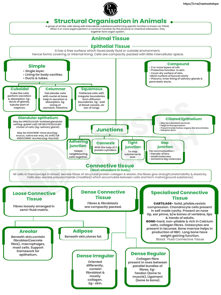 Animal Tissue Structure Overview | PDF | Epithelium | Connective Tissue