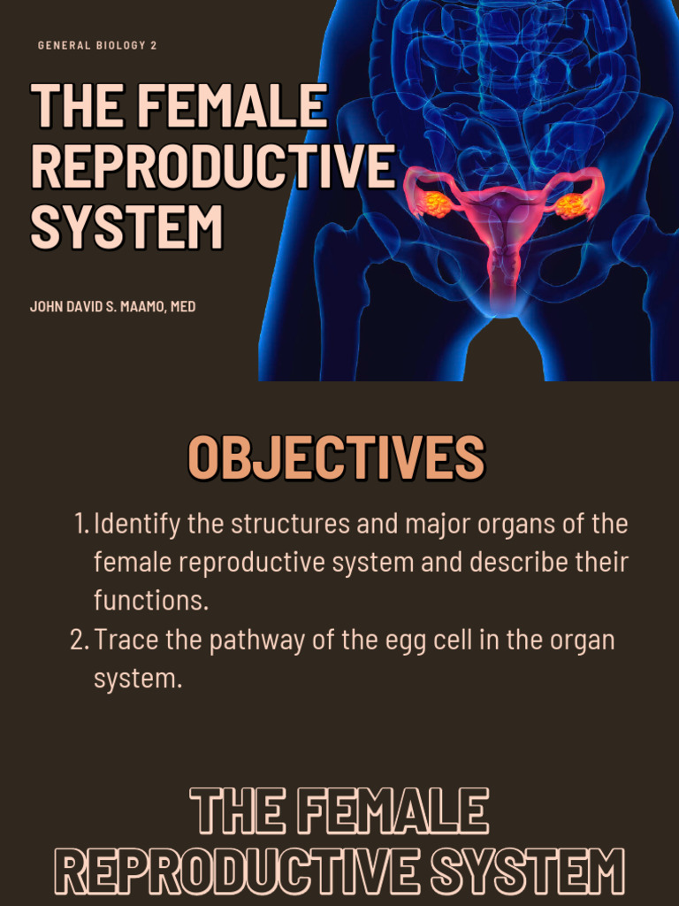 The Female Reproductive System and The Menstrual Cycle | PDF | Uterus ...