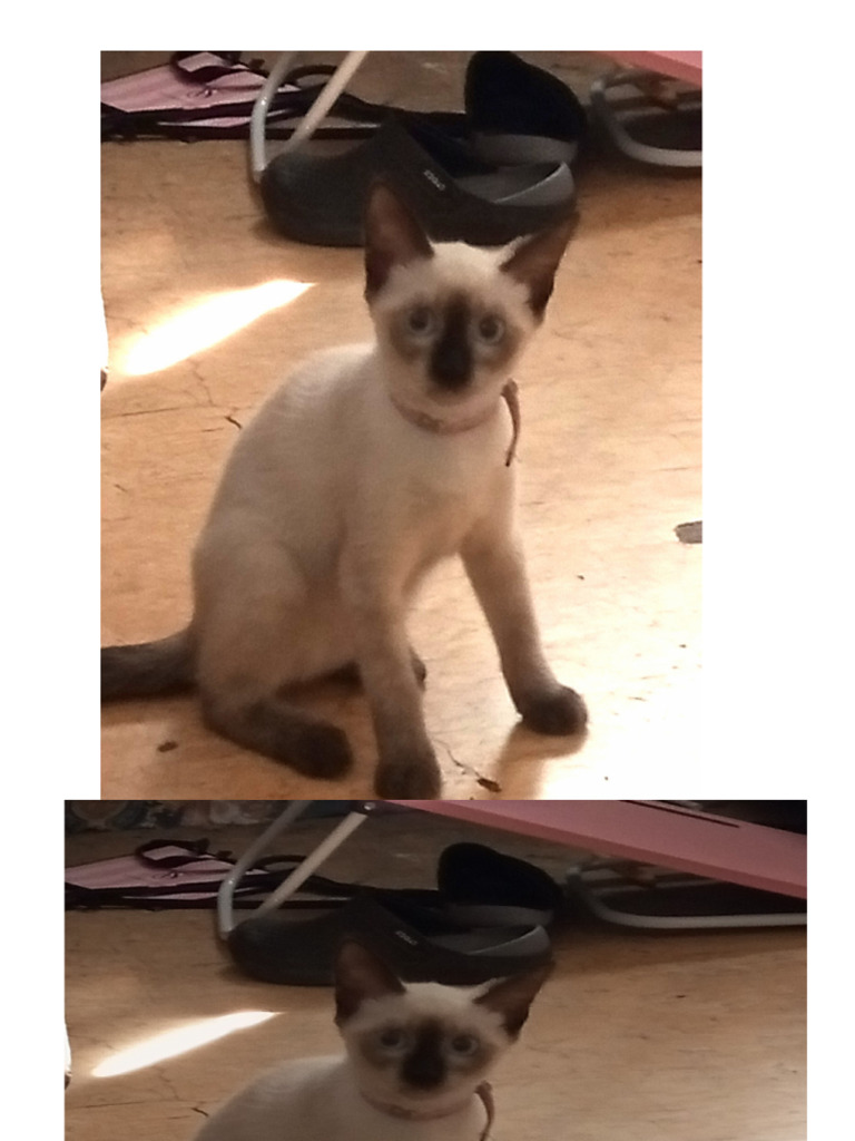Cat | PDF