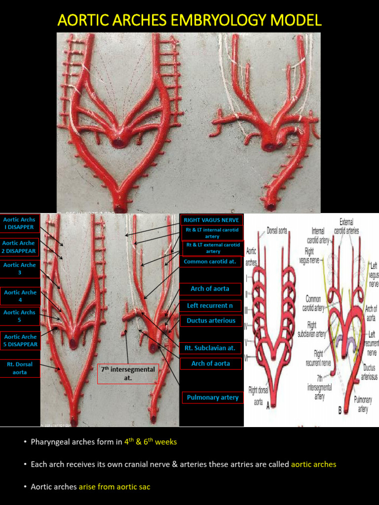 Aortic Arches Embryology | PDF | Aorta | Common Carotid Artery