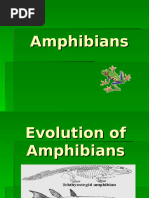 Axolotl Taxonomy | PDF