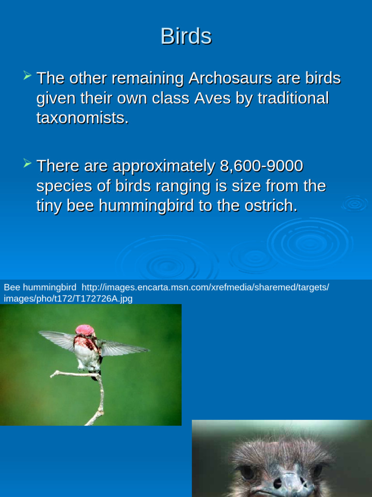 Overview of Bird Characteristics and Evolution | PDF | Feather | Birds