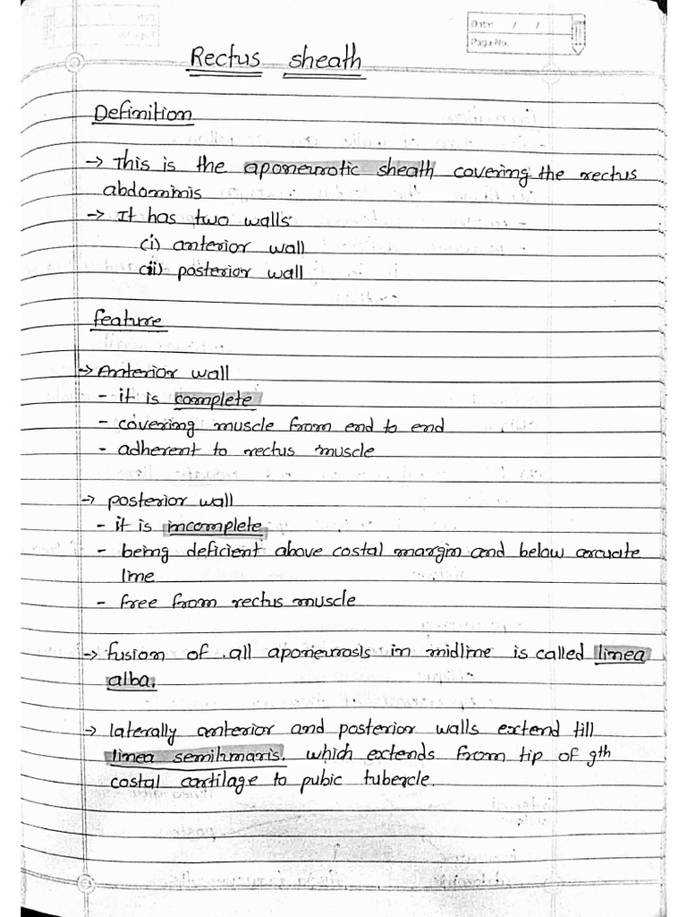 Anatomy Most Imp Abdomen Fam | PDF