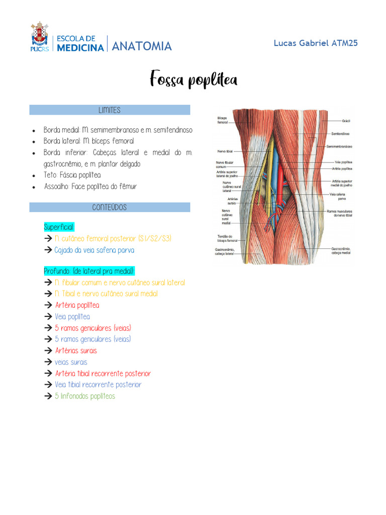 Fossa Poplítea | PDF