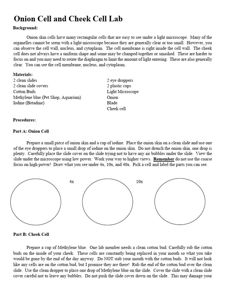 Onion and Cheek Cell Lab Activity | PDF | Cell (Biology) | Biology