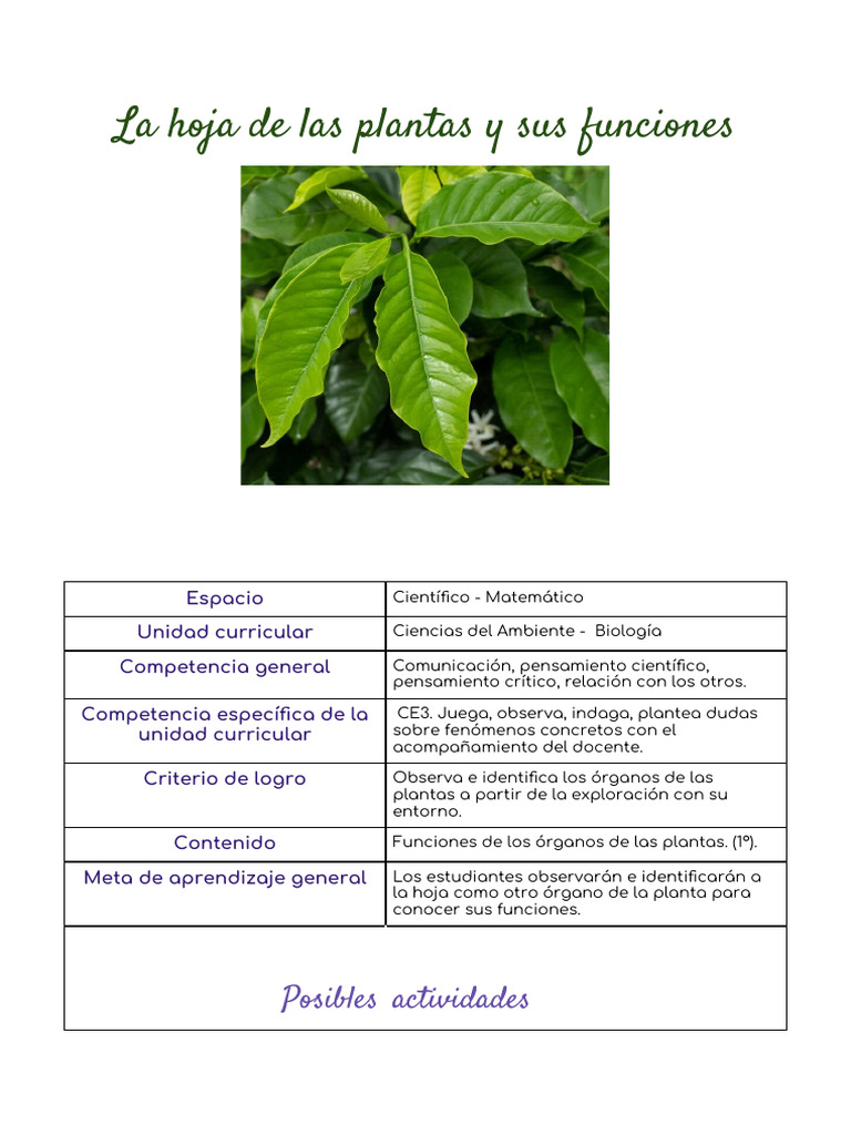 Funciones de las hojas en las plantas | PDF | Plantas | Hoja