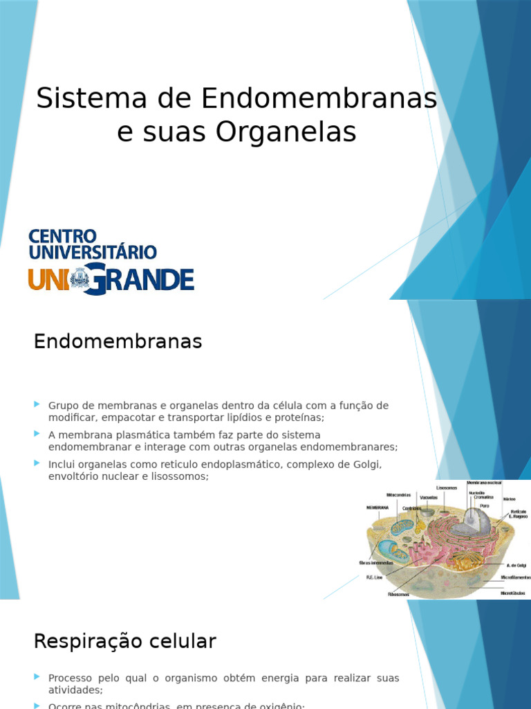 Sistema de Endomembranas e Respiração Celular | PDF | Dieta e Nutrição ...