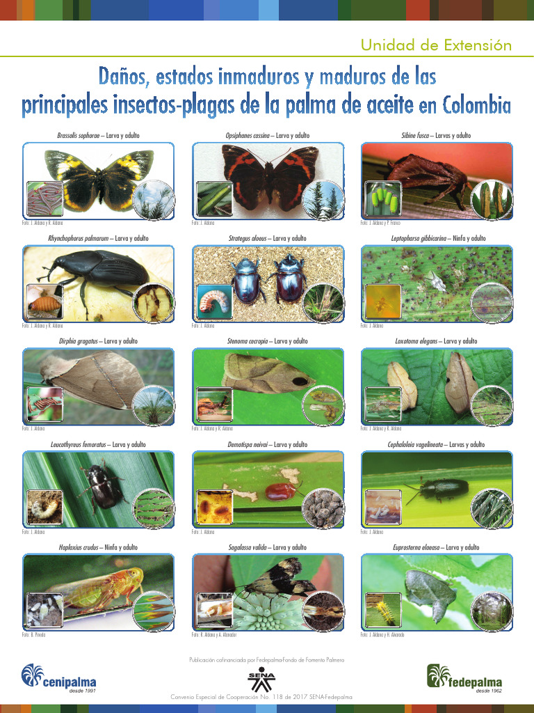 Daños, Estados Inmaduros y Maduros de Los Principales Insectos Plagas ...