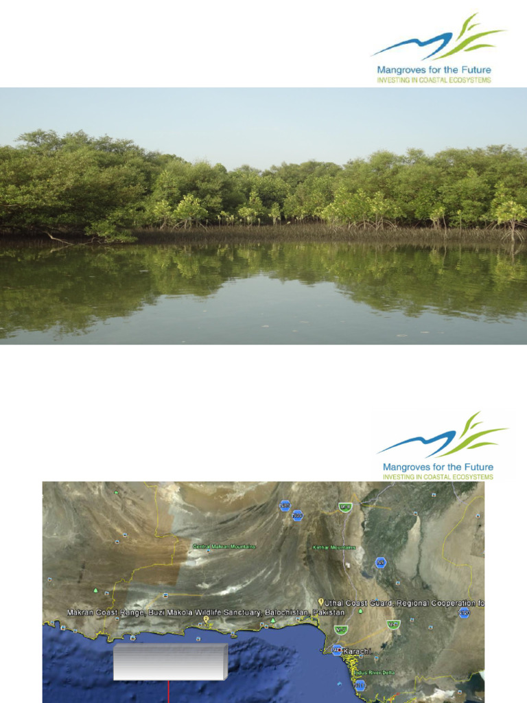 Pakistan's Mangrove Policy Framework | PDF | Sindh | Pakistan