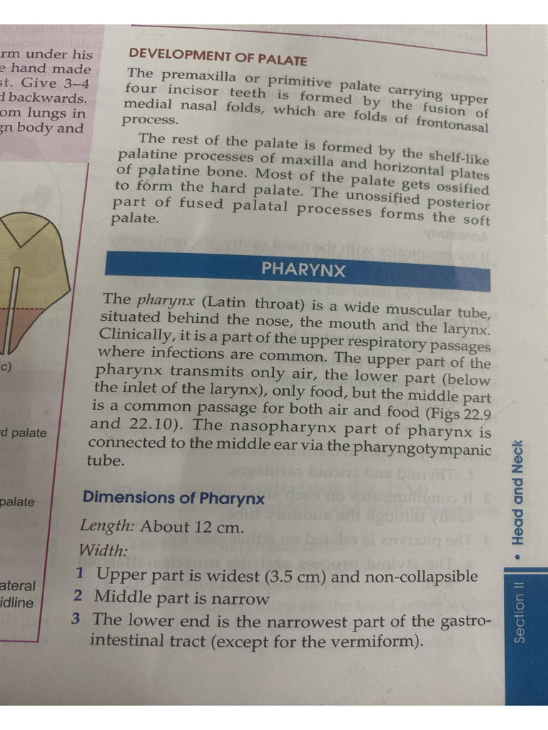 Pharynx Anat - 250218 - 211926 | PDF