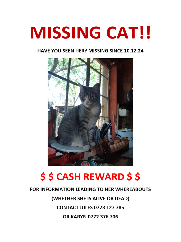 Missing Cat - 241213 - 072027 | PDF