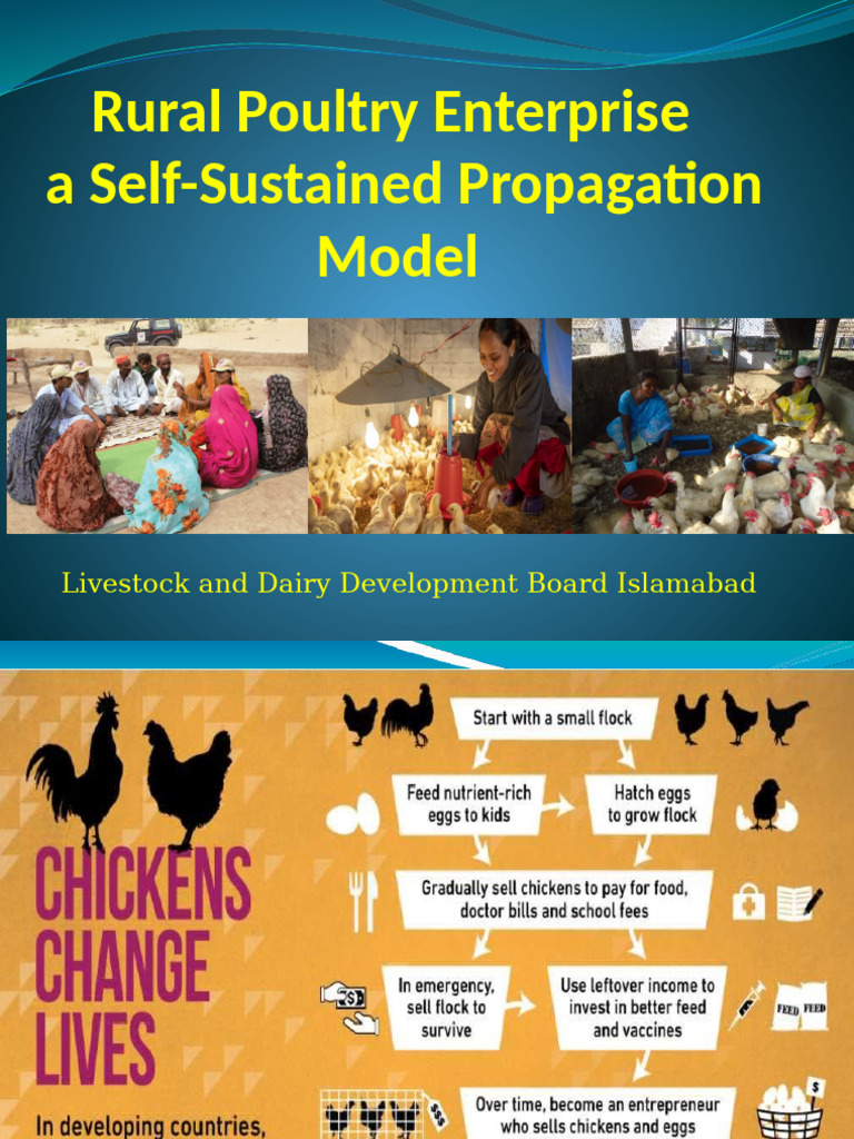 Rural Poultry Model for Women Empowerment | PDF | Poultry | Poverty