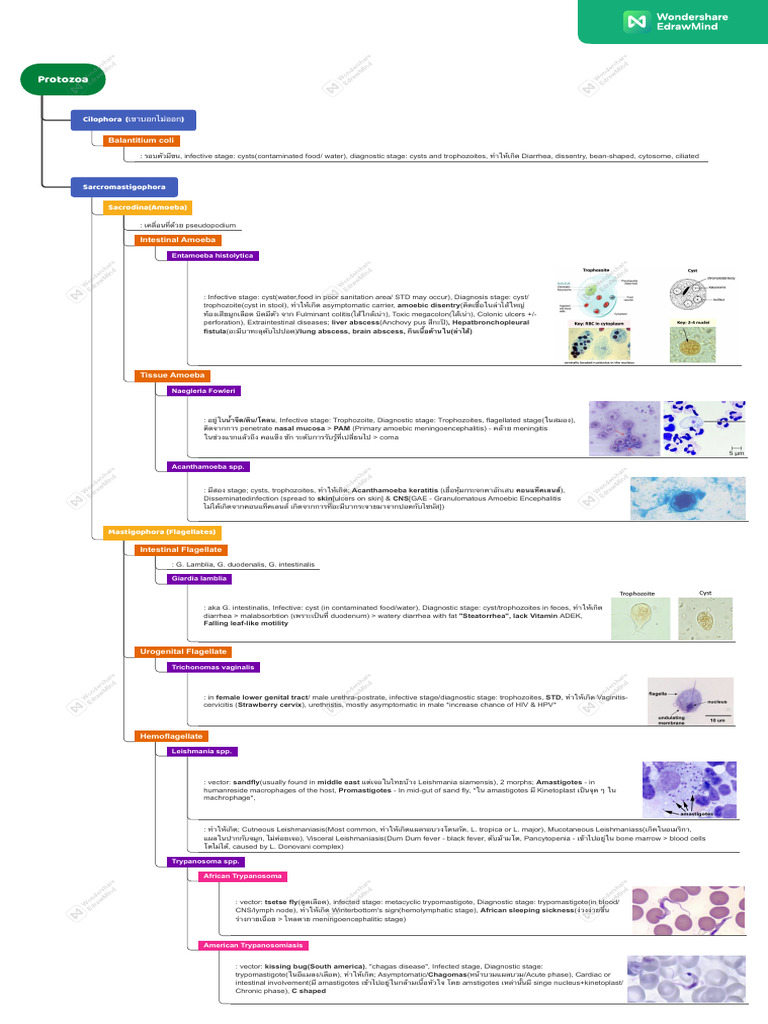 Protozoa 2 Amoeba and Flagellate | PDF