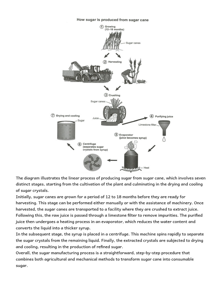 Cam 16 Test 2 - Writing Task 1 (Teacher) | PDF | Sugar | Diet & Nutrition