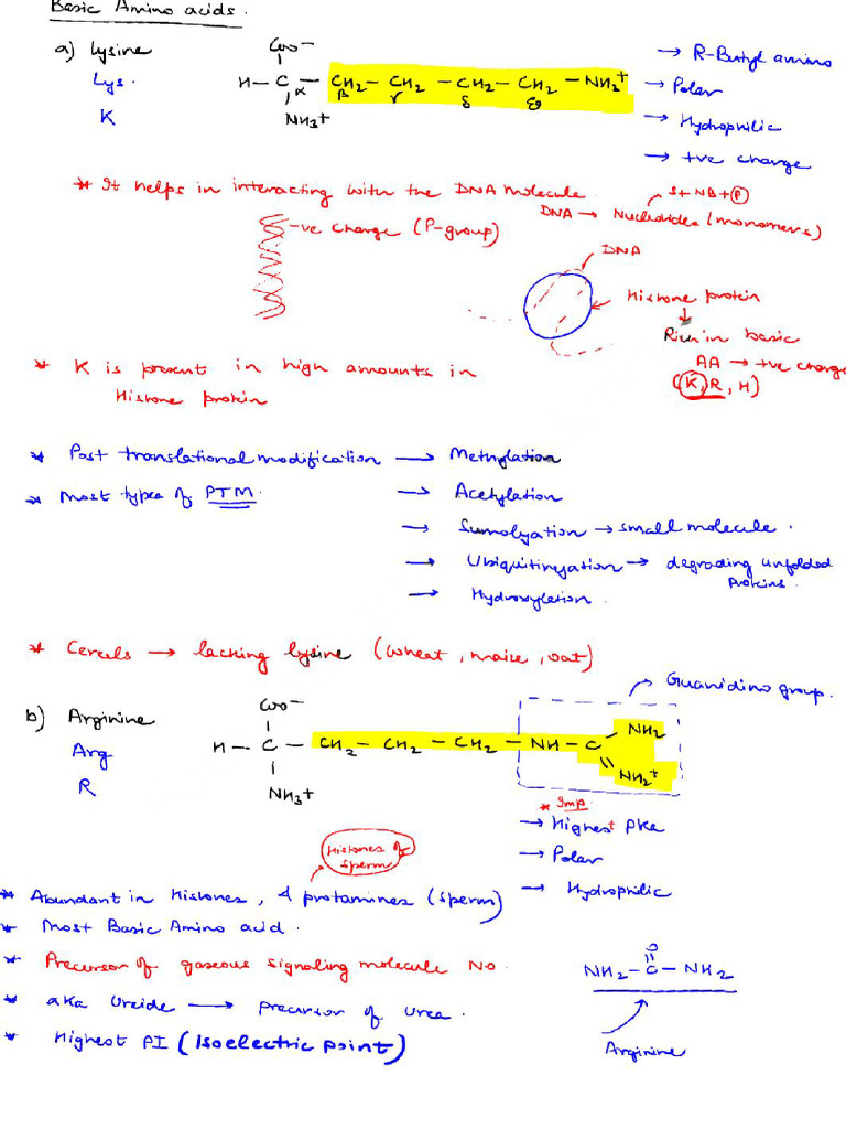 L9 Amino Acids Protonation and Deprotonation-Transformed | PDF