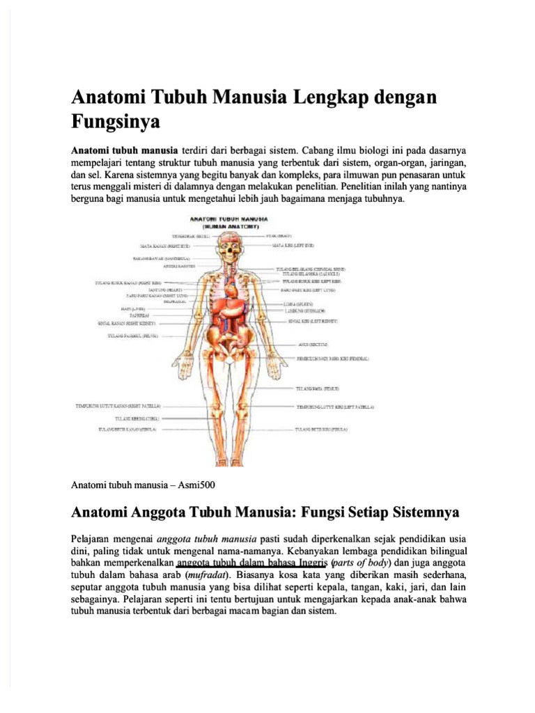 Anatomi Tubuh Manusia dan Fungsinya | PDF