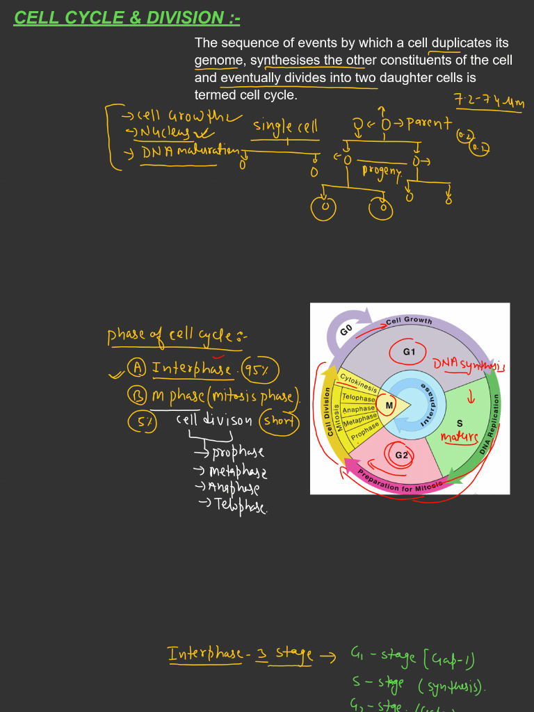 Cell Stages | PDF