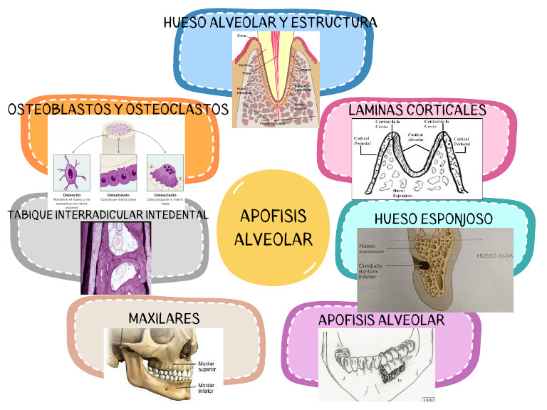 Estructura de la Apófisis Alveolar | PDF