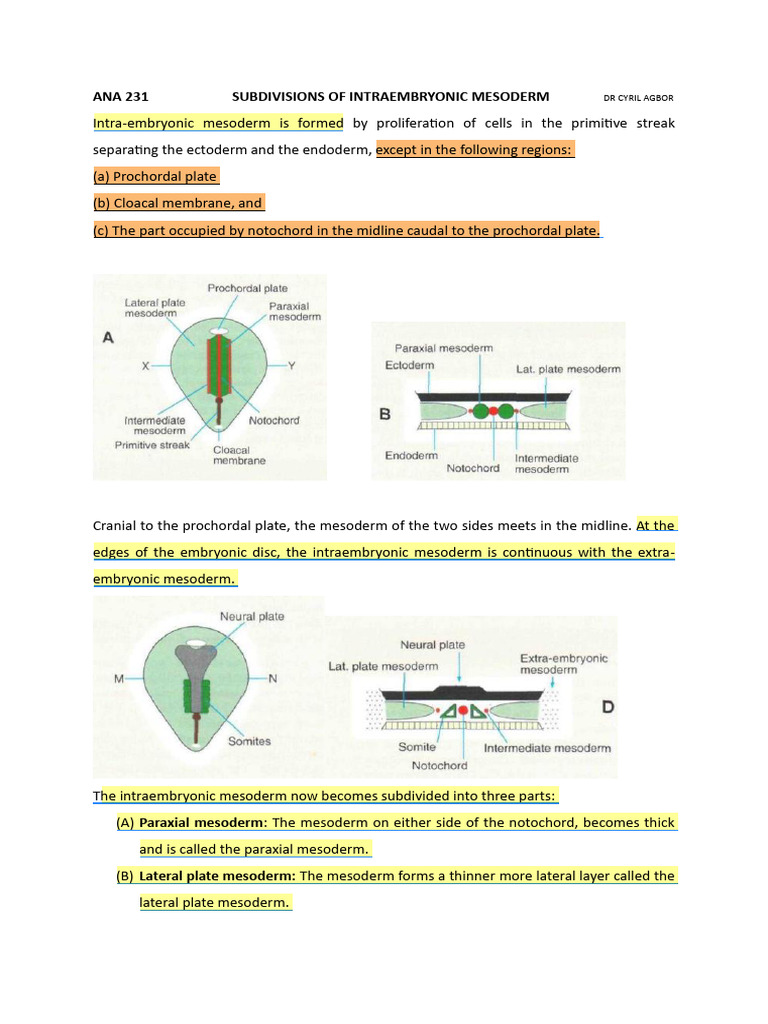 Dev of Intraembryonic Mesoderm Somites and Diaphragm | PDF | Peritoneum ...