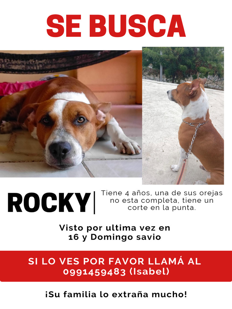 Cartel Poster Flyer Gato Perdido Mascota Perro Missing Pet (2) | PDF