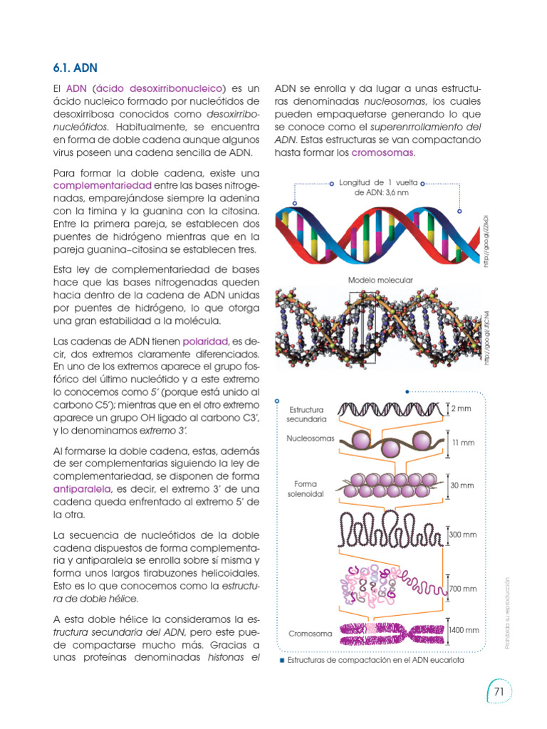 1ro. Biologia Semana (14 Al 18 Julio) | PDF | Adn | Metabolismo